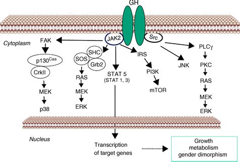 Sex Steroids And Growth Hormone Interactions Endocrinología Y