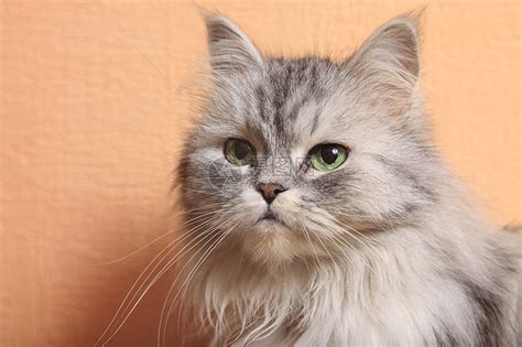 猫的肖像浣熊眼睛猫科冒充小猫婴儿猫咪爪子毛皮宠物高清图片下载 正版图片322080617 摄图网