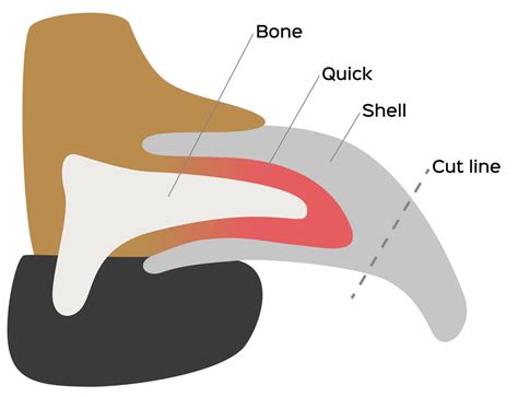 Nail Care 101 Barkbus Ruff Draft