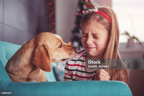 Gelber Hund Leckt Mädchen Stockfoto Und Mehr Bilder Von Baum Baum