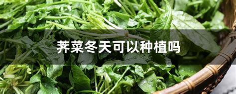 荠菜冬天可以种植吗 如意谷
