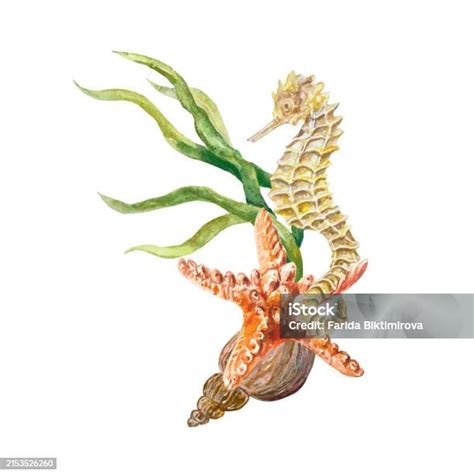 해마 불가사리 조류 수채화 바다 생물 벡터 일러스트 레이 션입니다 엽서 여행 배너 전단지 라벨 초대장 표지를 위한 디자인 요소 관광에 대한 스톡 벡터 아트 및 기타 이미지