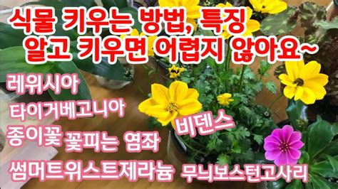 봄맞이 식물쇼핑 식물을 자꾸 죽이시나요 식물 키우는 벙법 특징 알고 키우면 어렵지 않아요~~ Youtube