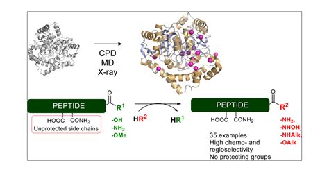 Versatile Peptide C Terminal Functionalization Via A Computationally