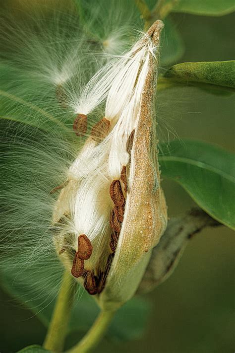 Milkweed Seed Pod Photograph By Rich Fiddelke Fine Art America