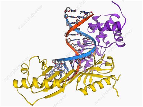 Tata Box Binding Protein Complex Stock Image F006 9230 Science Photo Library
