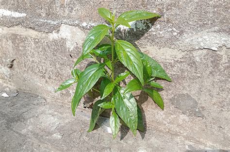 Sambiroto Manfaat Herbal Dosis Dan Efek Sampingnya