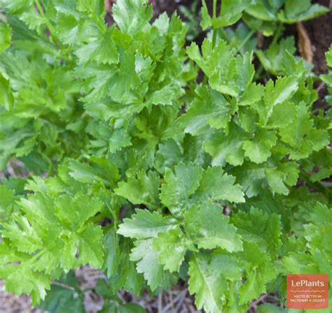 Сельдерей пахучий (Apium graveolens) — описание, выращивание, фото | на ...