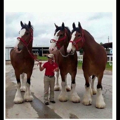 Лошади Клейдесдаль По Сравнению С Человеком Среднего Роста Youtube