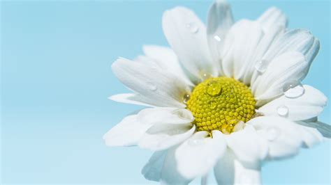 White Daisy Wallpaper 4k Daisy Flower White Flower