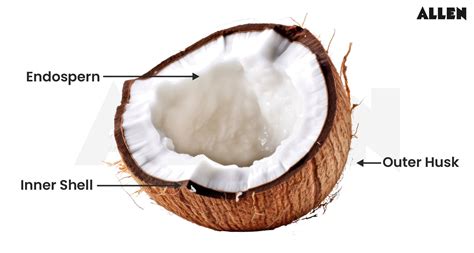Endosperm Definition Types And Functions