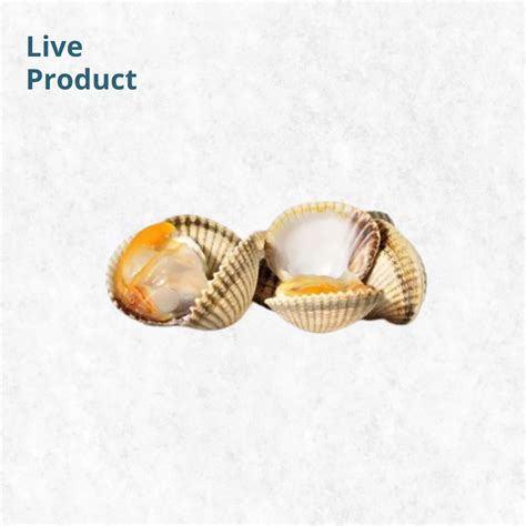 Shellfish Cockles At Tyler Mcintyre Blog