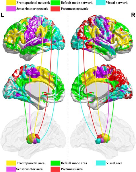 The Thalamocortical Connectional Topography Of The Optimal Solution