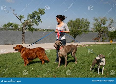 Pet Sitterdog Walker Stock Image Image Of Golden Dogs 2208129