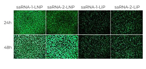自扩增rna合成服务