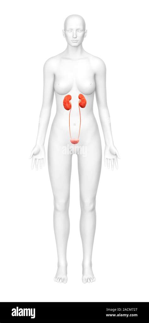 Urinary System Organs Female