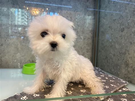 말티즈 흰둥이 대형견책임분양 미니비숑프리제책임분양 토이푸들책임분양 골든리트리버책임분양 래브라도리트리버책임분양 닥스훈트책임분양 도베르만책임분양 말티치책임분양 말티폼책임분양