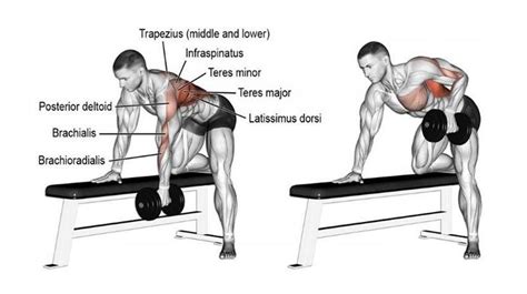 Trap Workouts The 5 Best Trap Exercises For Building Mass Back