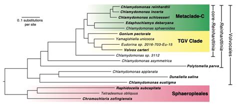 Ml Phylogeny Of 15 Volvocales Species And Three Outgroups The