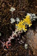 Sedum Spathulifolium Wikimedia Commons