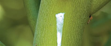 What Is An Example Of An Exudate