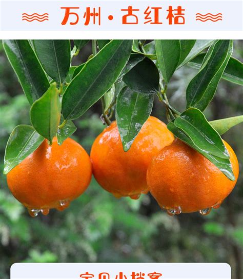 万州古红桔图片 高峰 重庆 第5页 大山谷图库