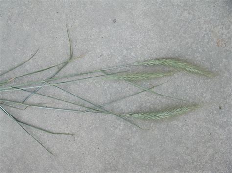 Grass Iowa Whitetail Forums