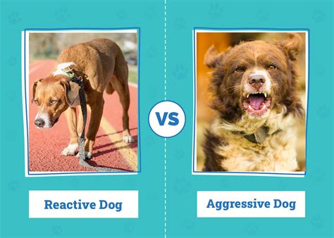 What Causes Reactive Dogs At Lorelei Rios Blog