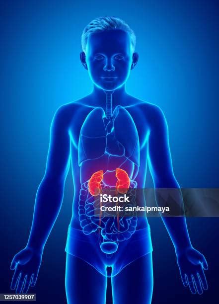신장과 오줌 시스템을 강조 한 어린 소년의 3d 렌더링 의학적으로 정확한 그림 3차원 형태에 대한 스톡 사진 및 기타 이미지