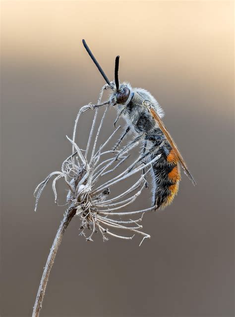 Wasp Insect Nature Free Photo On Pixabay