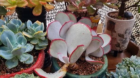 시원하게 빗물 먹입니다 보시고 대리만족 하세요🥰🥰 Youtube