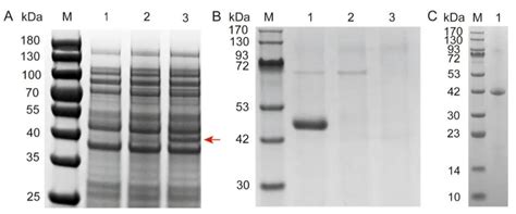 毕赤酵母高效合成高凝胶马铃薯糖蛋白及其功能表征 未来食品科学中心