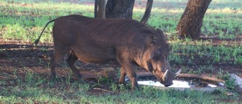 Значителен спад на случаите на АЧС в ЕС през 2022 г