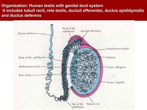 Testes Structure And Endocrine Function Pdf