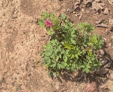 Rain Garden Object Detection Object Detection Dataset By Rain Garden