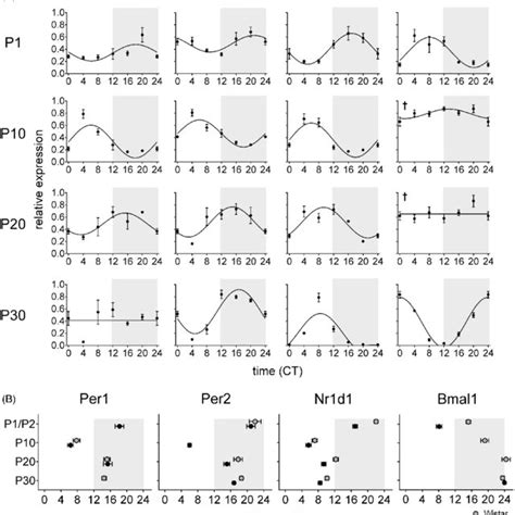 Comparison Of Clock Gene Expression Profiles In The Scn Of 10 Day Old Download Scientific
