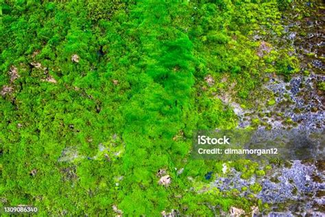 녹색 이끼로 자란 추상적인 돌 질감의 클로즈업 촬영 가로 이미지 컴포지션 0명에 대한 스톡 사진 및 기타 이미지 0명 건축 기하 도형 Istock