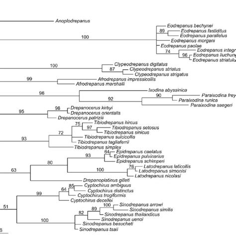 Bayesian Inference 50 Majority Rule Consensus Tree Download