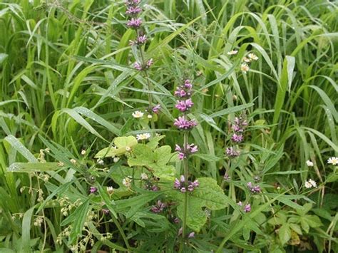 メハジキが咲いてきました 野の花とともに気ままな生活