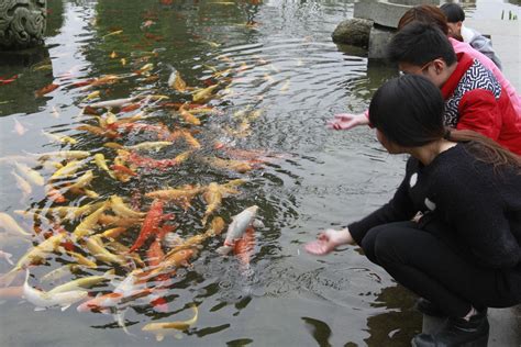 喂鱼古文 养鱼的打油诗 鱼塘喂鱼 第7页 大山谷图库
