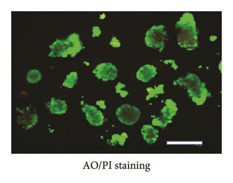 Morphological Observation And Cell Viability Of Rat Islets A Download Scientific Diagram