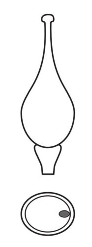 Reproductive Morphology Flashcards Quizlet