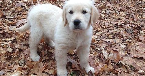 I Got This Little Goober Two Weeks Ago Only Two Weeks In And She Is