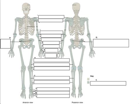 Appendicular Skeleton Flashcards Quizlet