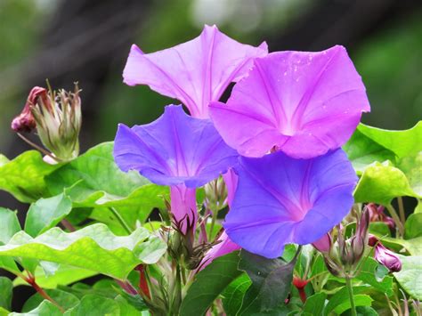 Uma Flor Por Dia Ipomea