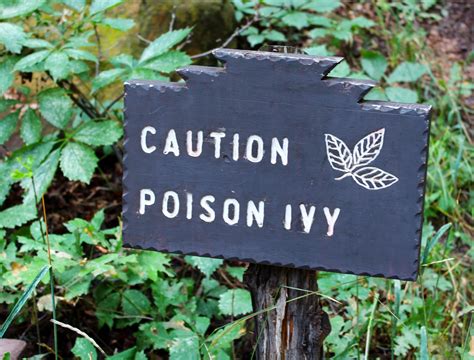 Recognizing Poison Ivy And Staying Safe Outdoors