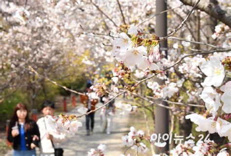 [포토]벚꽃 개화에 여의도 벚꽃길 8일까지 통제 연장