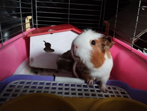 기니피그 키우기 시작 수명 먹이 적정온도 등등 알아보기 네이버 블로그