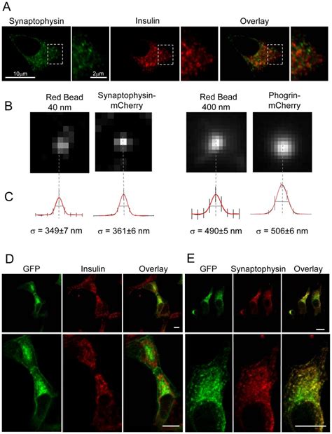 A Confocal Images Showing Double Labeling Of Endogenous Synaptophysin