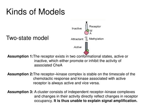 Ppt Receptor Clustering And Signal Processing In Li Chemotaxis